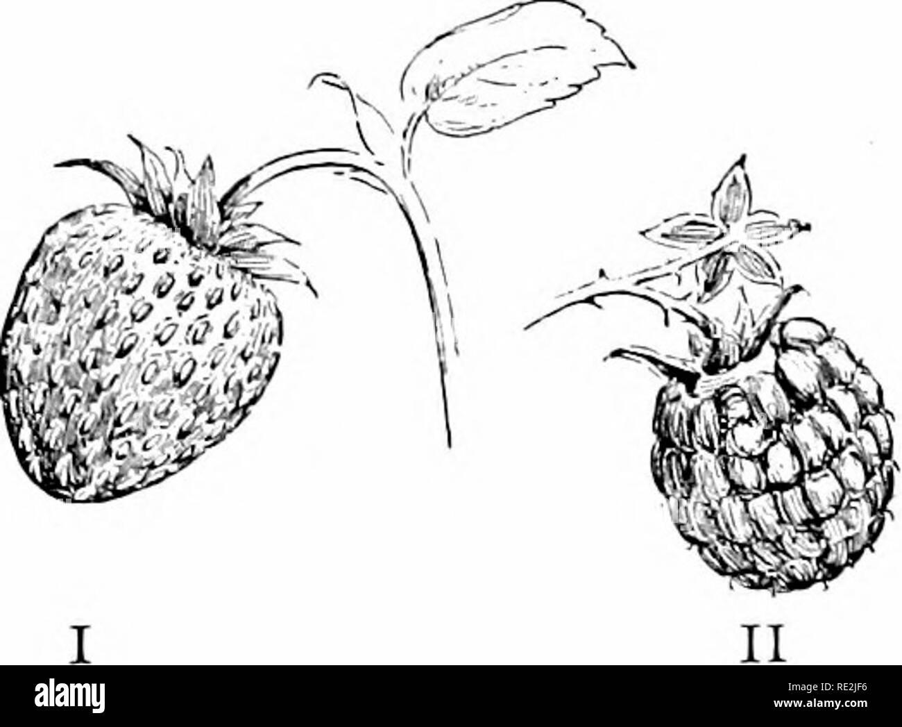 An aggregate fruit Black and White Stock Photos & Images - Alamy