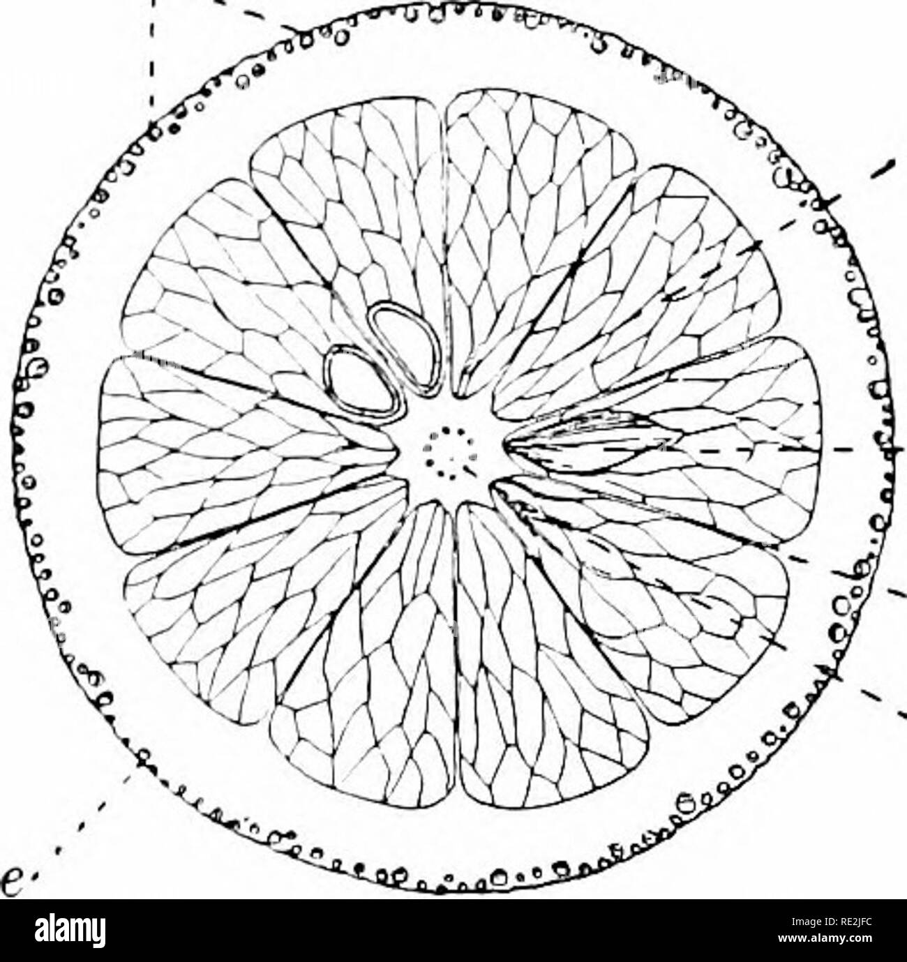 . Elements of botany. Botany. 188 ELEMENTS OF BOTANY tissue, the outer ...