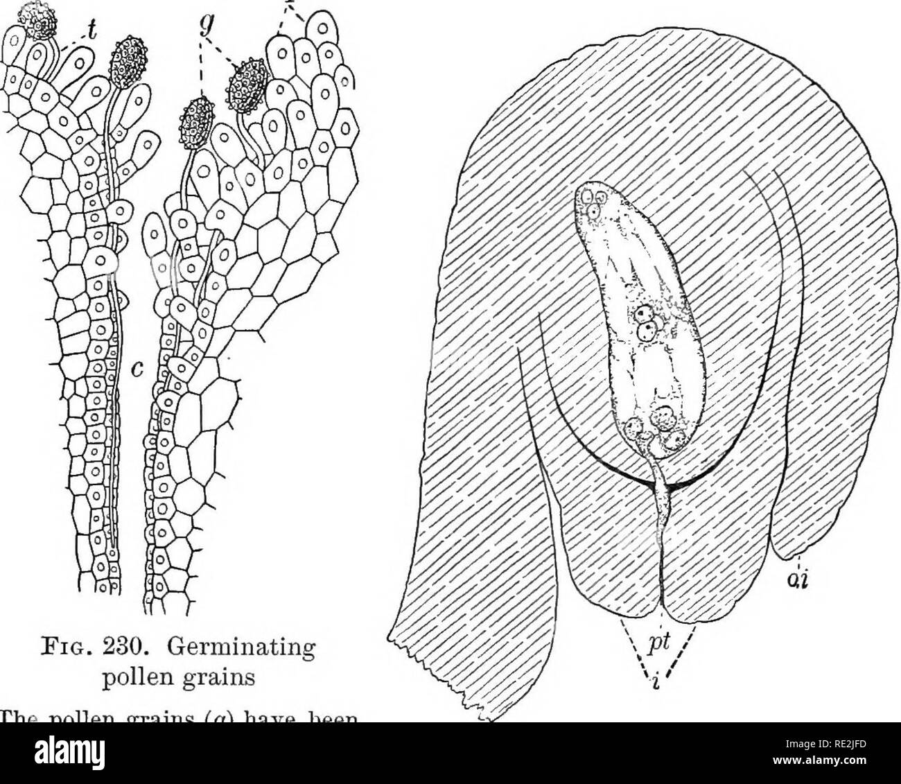 Stigma germinating pollen hi-res stock photography and images - Alamy