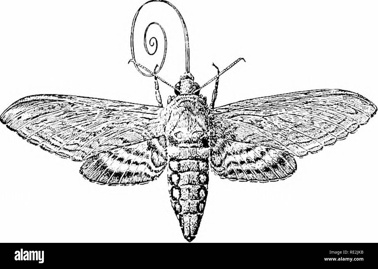 Long tongue insect Black and White Stock Photos & Images - Alamy