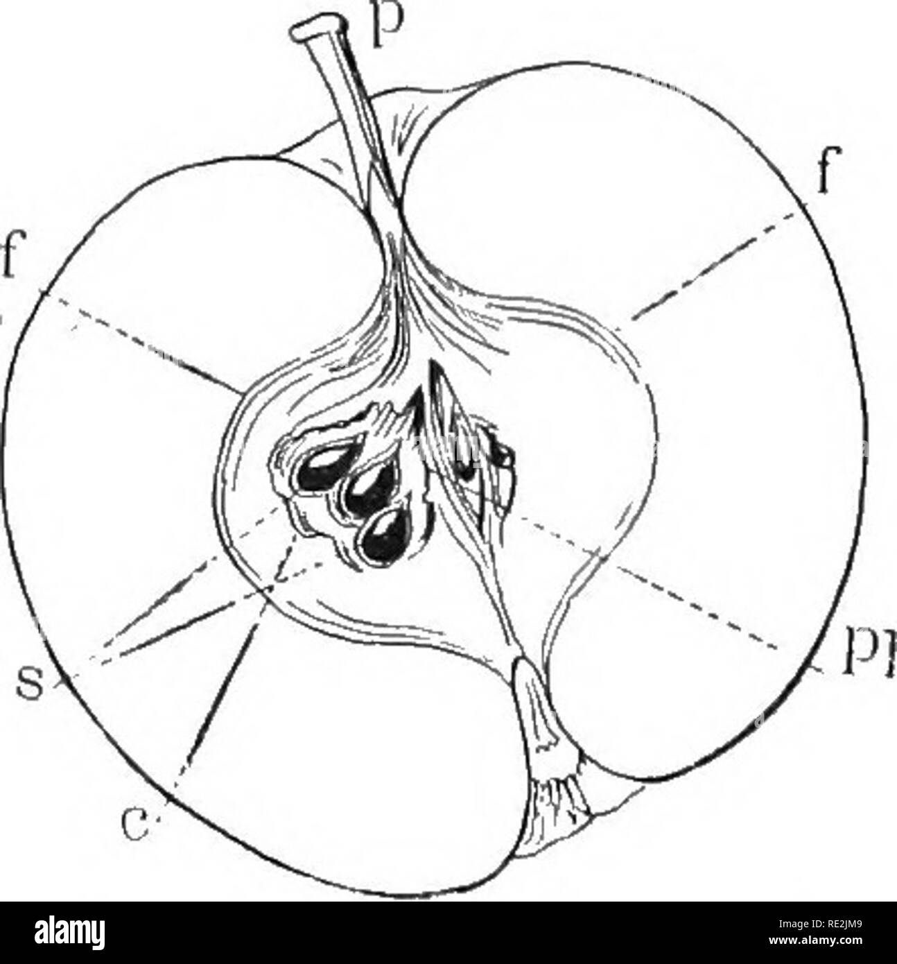 . A practical course in botany, with especial reference to its bearings ...