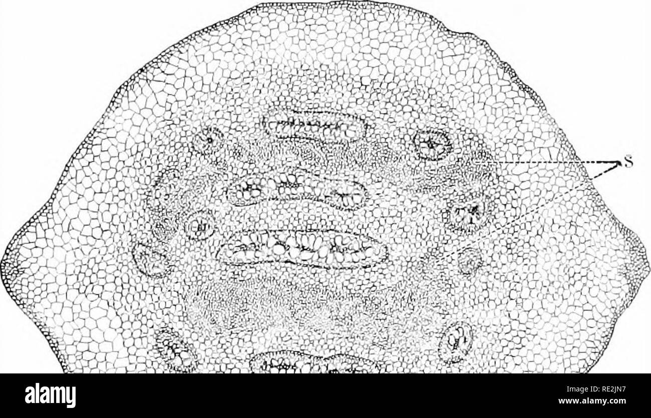 Sclerenchyma tissue hi-res stock photography and images - Alamy