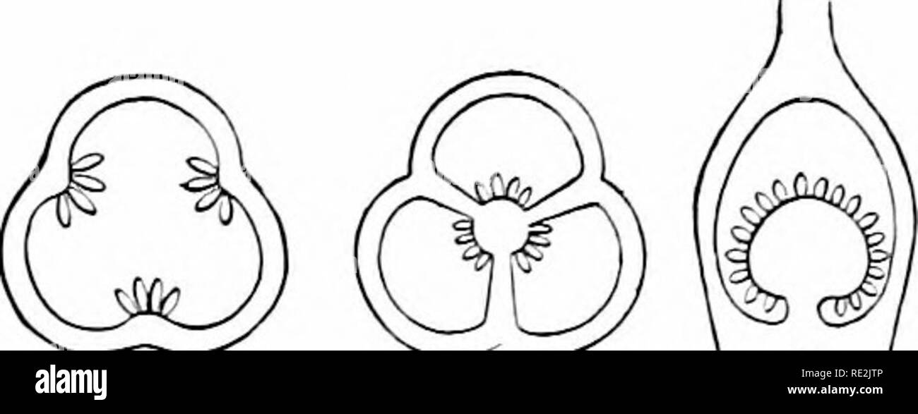 . Elements of botany. Botany. THE FLOWER OF THE HIGHER SEED-PLAXTS 15.5 ...