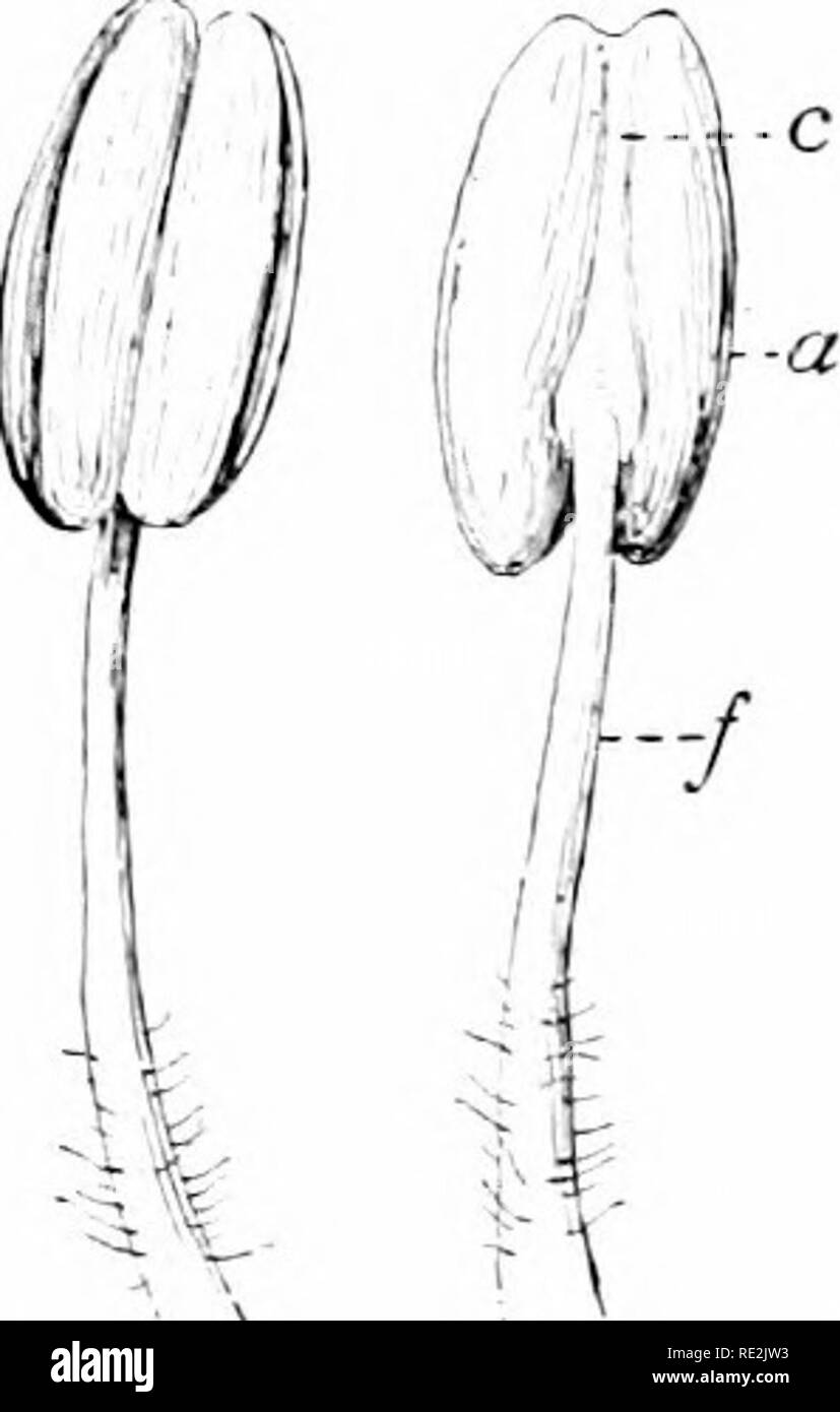 Ring stamen Cut Out Stock Images & Pictures - Alamy