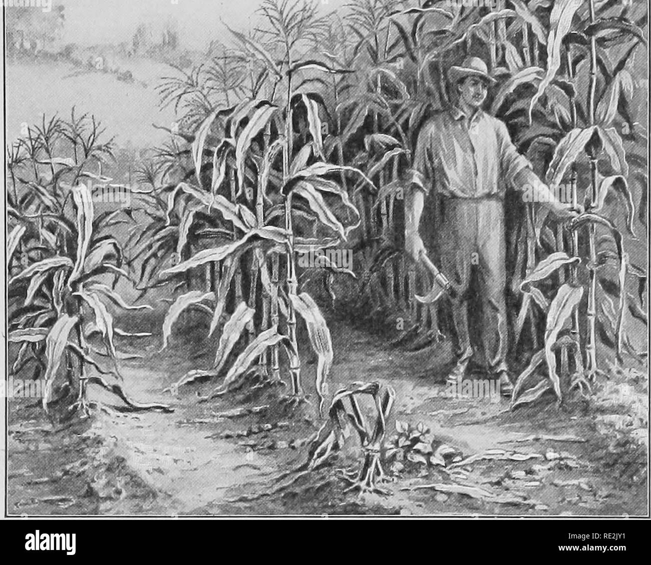 Cross pollination corn hi-res stock photography and images - Alamy