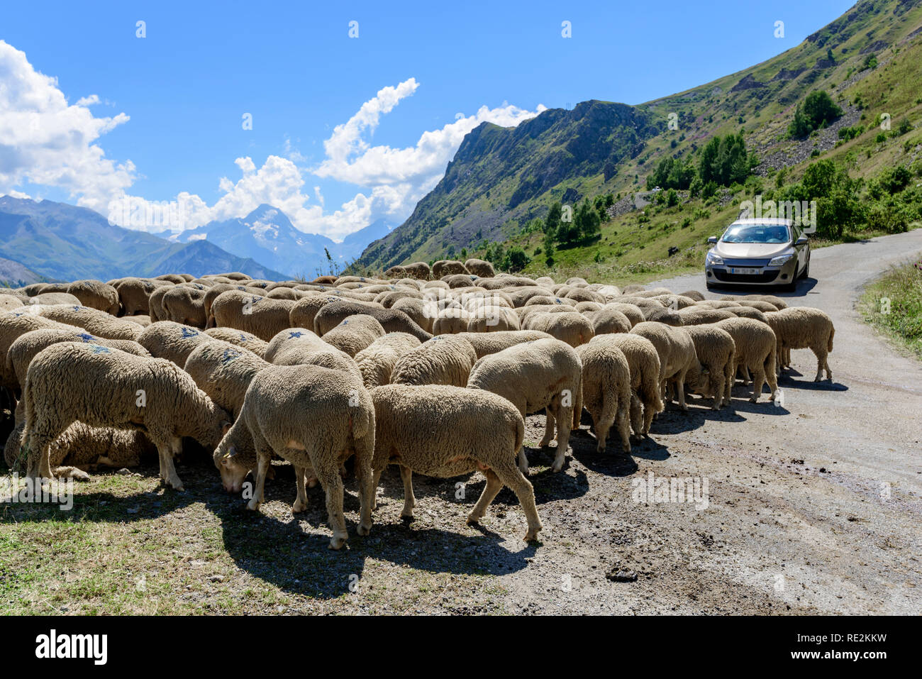 Car in middle flock hi-res stock photography and images - Alamy