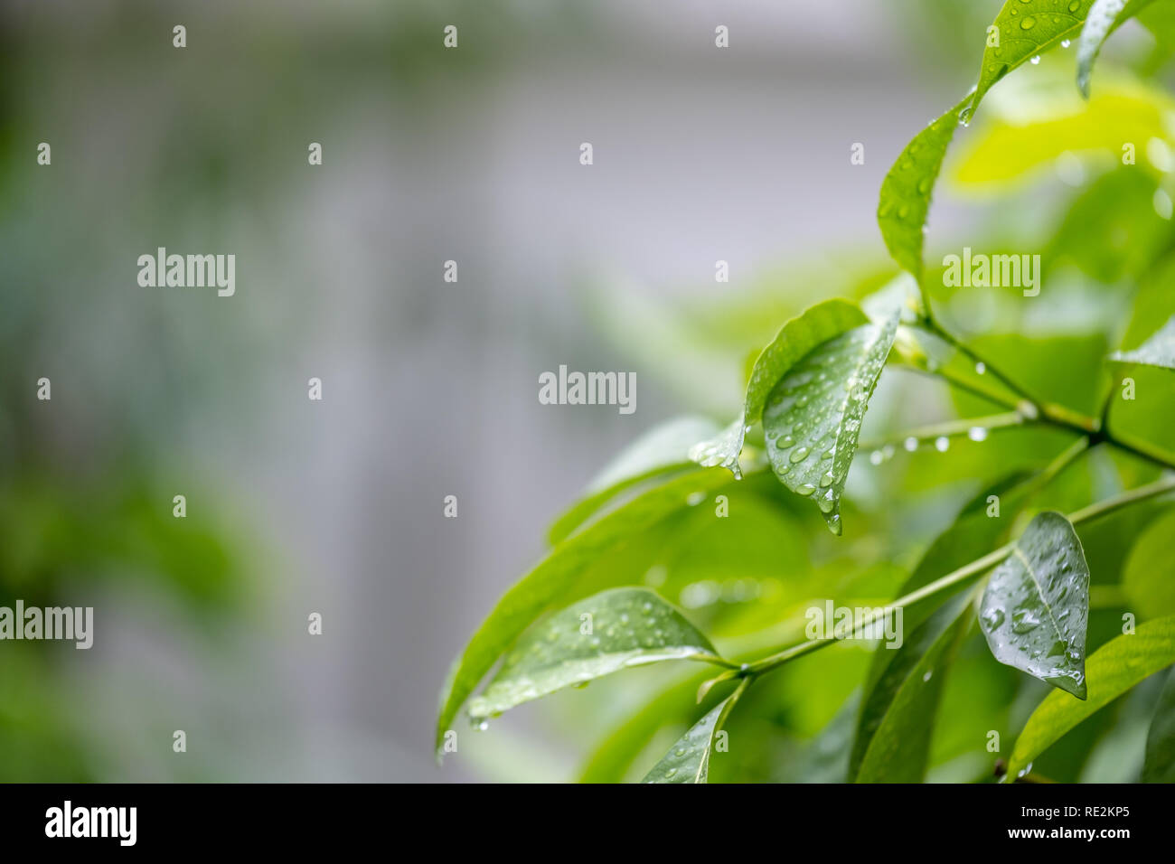Rain drops on green plant, after rain Stock Photo - Alamy