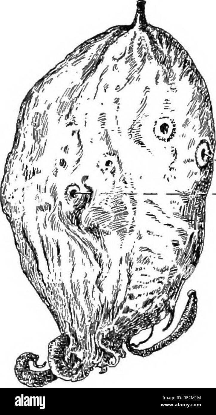 Moth organs hi-res stock photography and images - Alamy