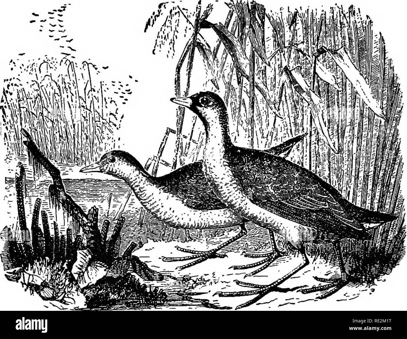 . Nests and eggs of North American birds. Birds; Birds. 126 NESTS AND ...