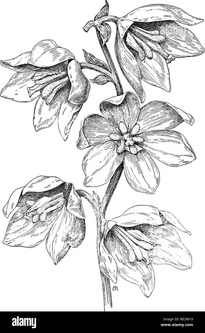 Yucca moth yucca flower Black and White Stock Photos & Images - Alamy