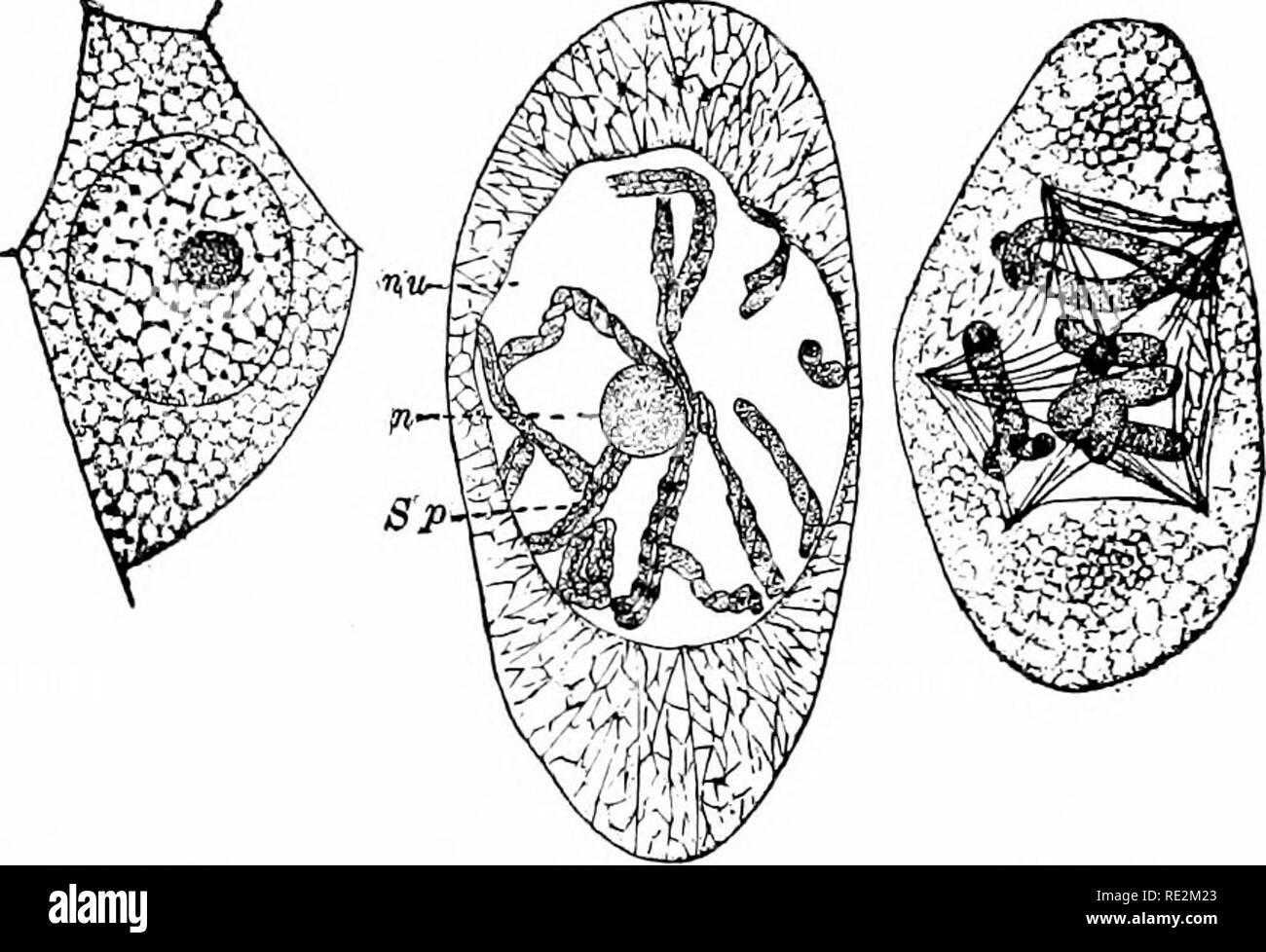 . Elementary botany. Botany. GAMETOPHYTE AND SPOKOPHYTE. 341 the ...