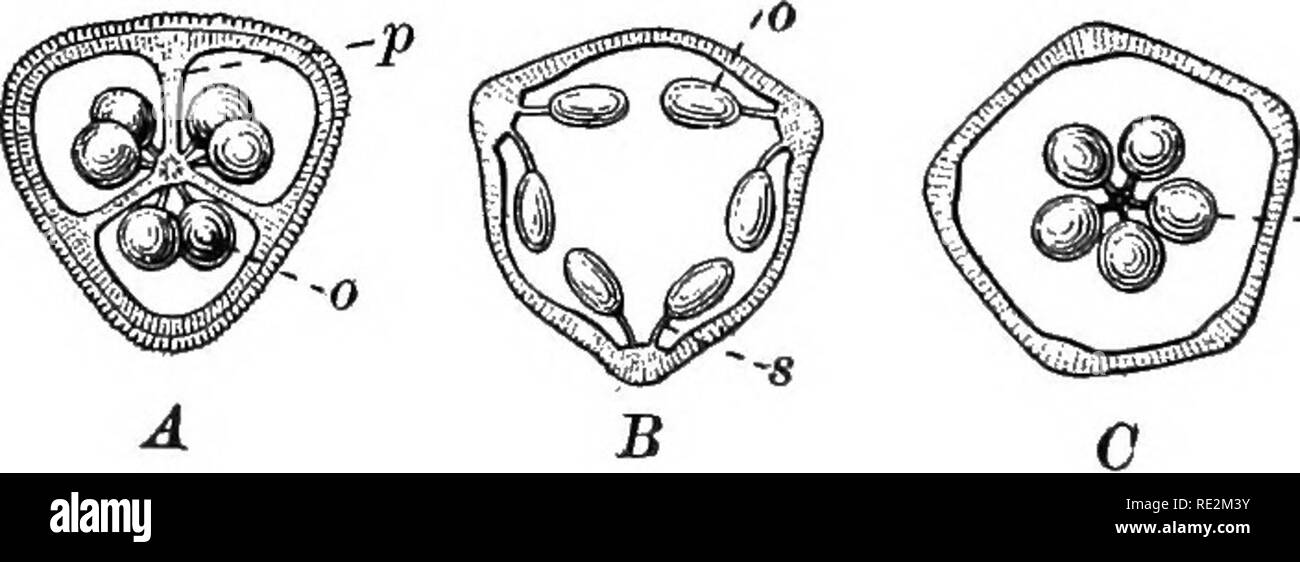 Ovule bearing hi-res stock photography and images - Alamy