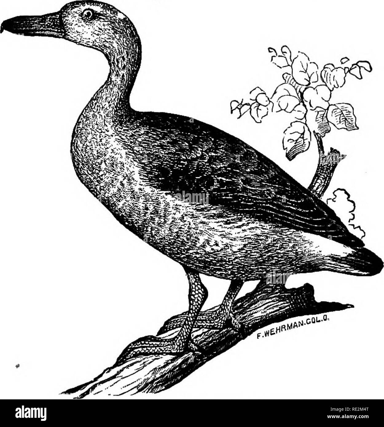 Long legged duck hi-res stock photography and images - Alamy