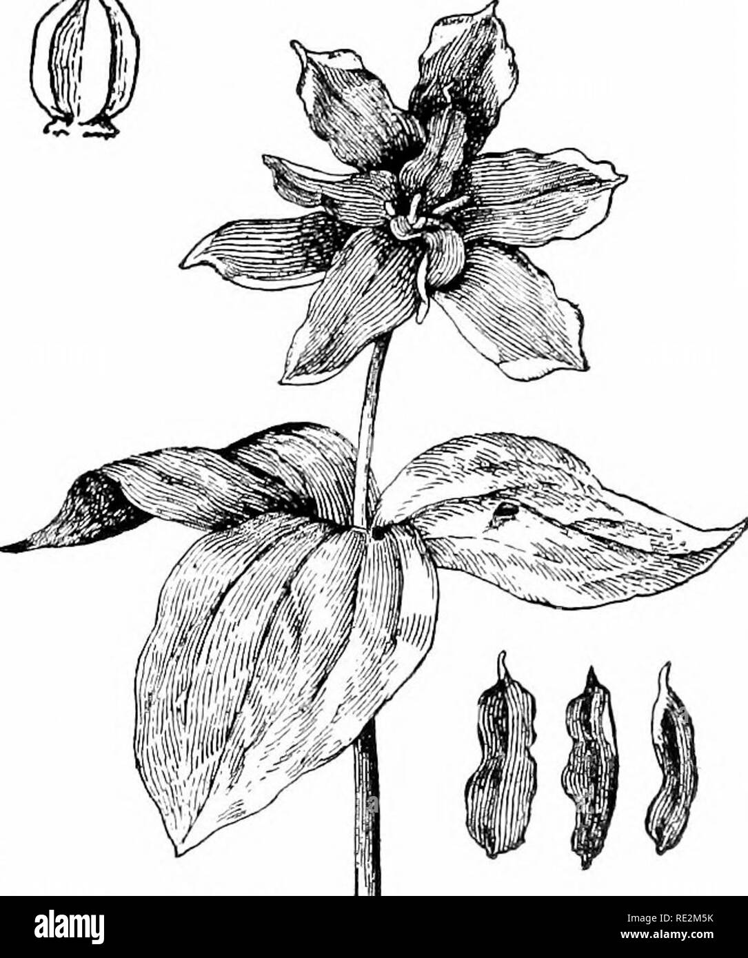 . Elementary botany. Botany. Fig. .^70. Sepal, petal, stamen, and ...
