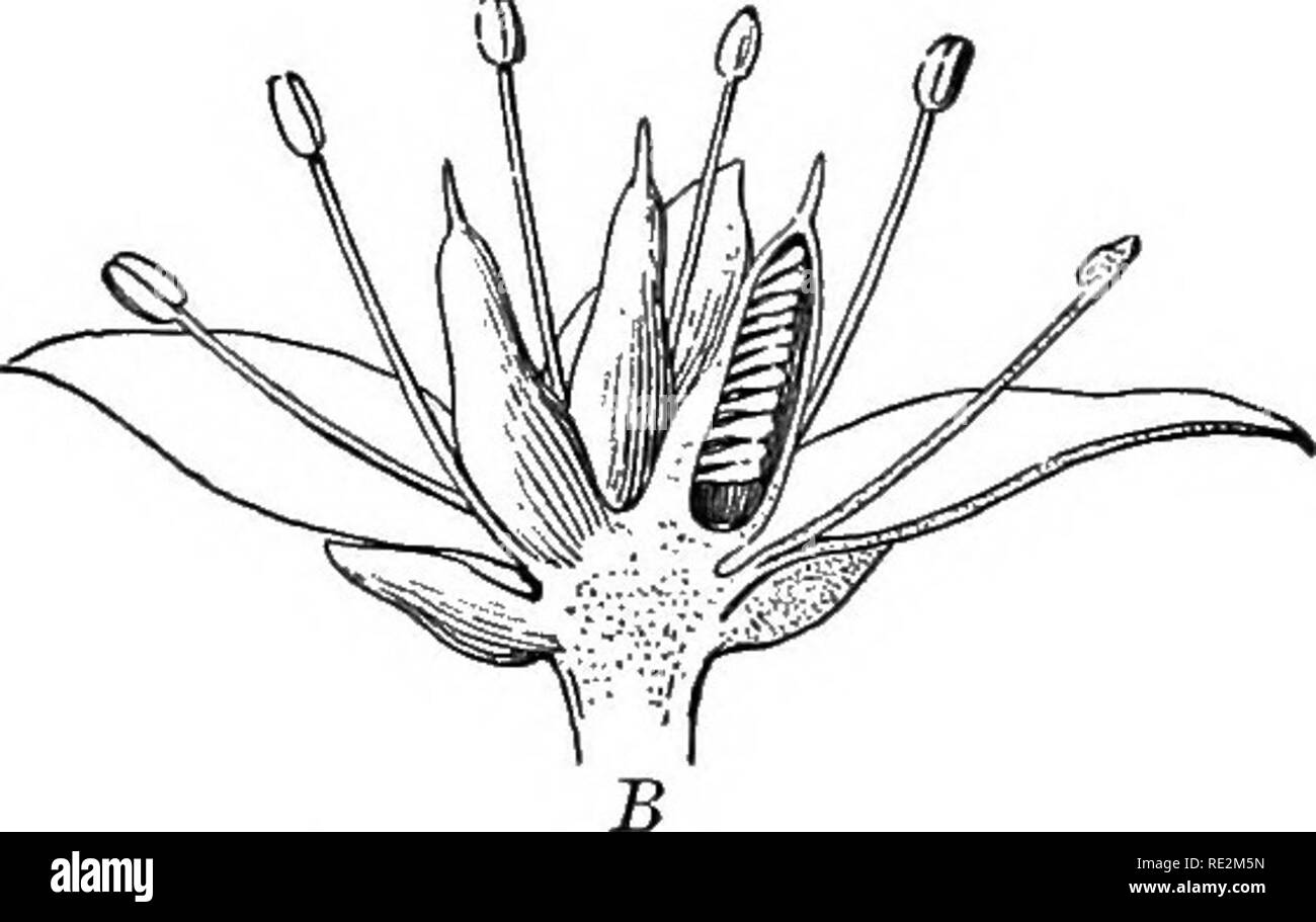 . Practical botany. Botany. Fig. 92. Flower of stonecrop A typical ...
