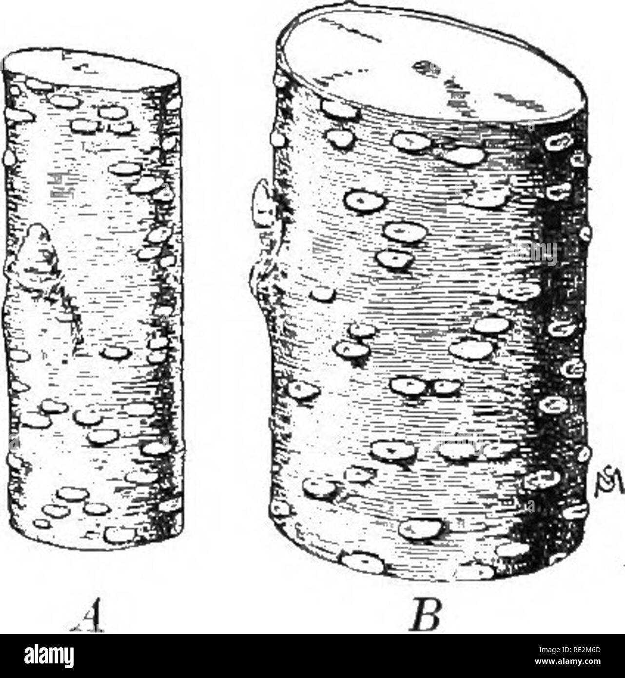 Bit scar Black and White Stock Photos & Images - Alamy