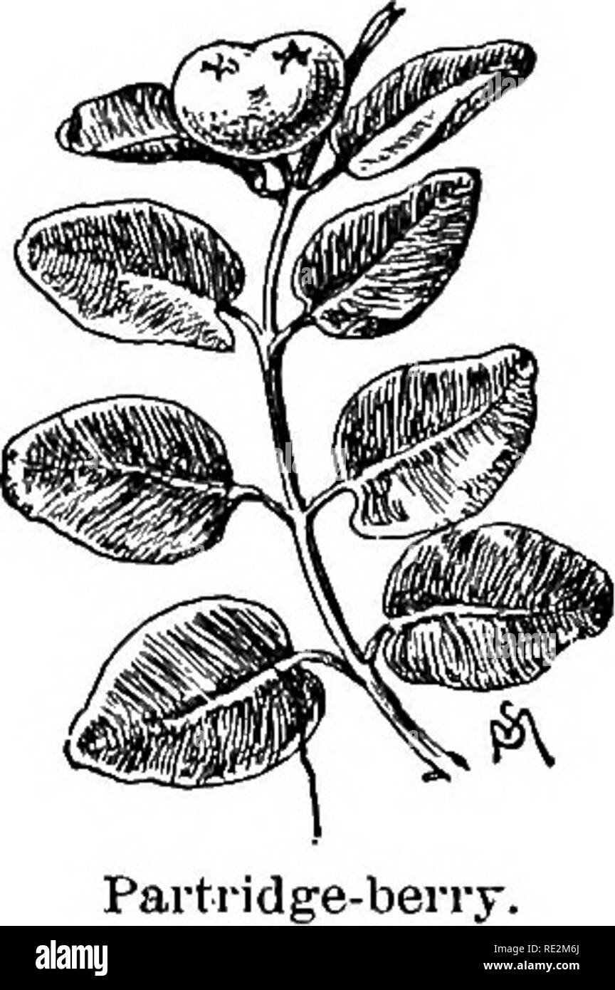 Swamp partridge Black and White Stock Photos & Images - Alamy