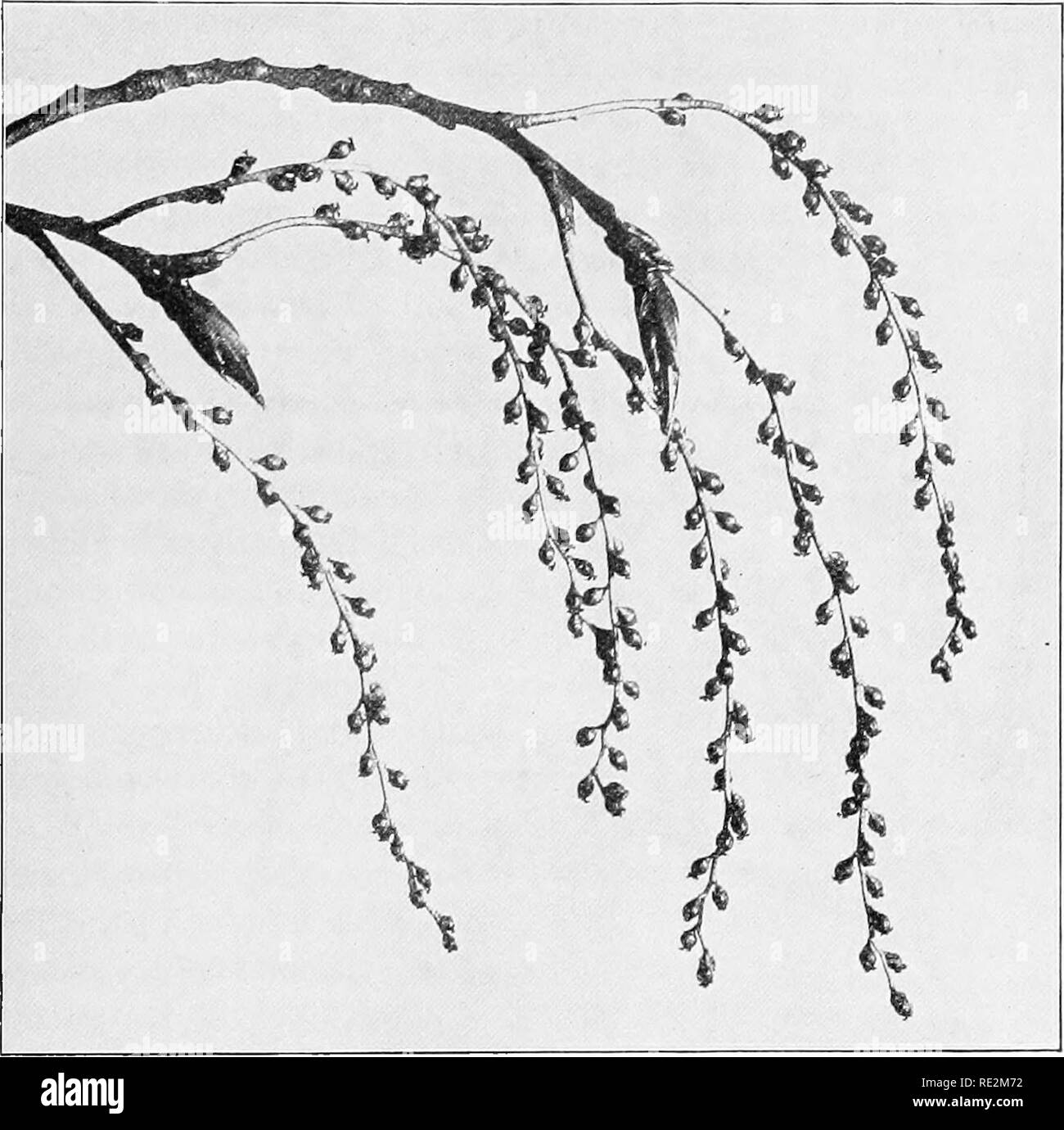 Mixed buds Black and White Stock Photos & Images - Alamy