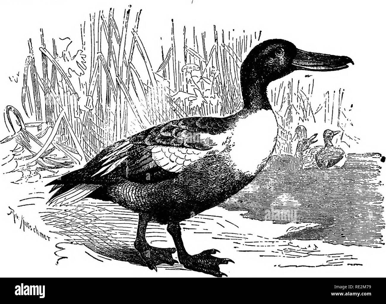 Nine ducks Black and White Stock Photos & Images - Alamy