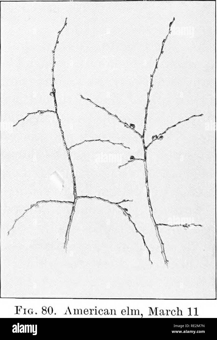 Tree cross section lengthwise hi-res stock photography and images - Alamy
