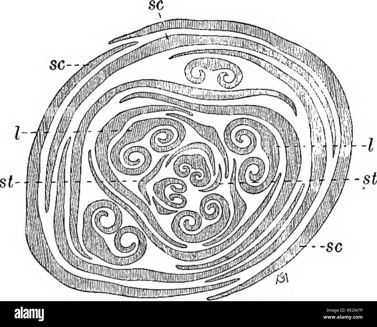 Tree cross section lengthwise hi-res stock photography and images - Alamy