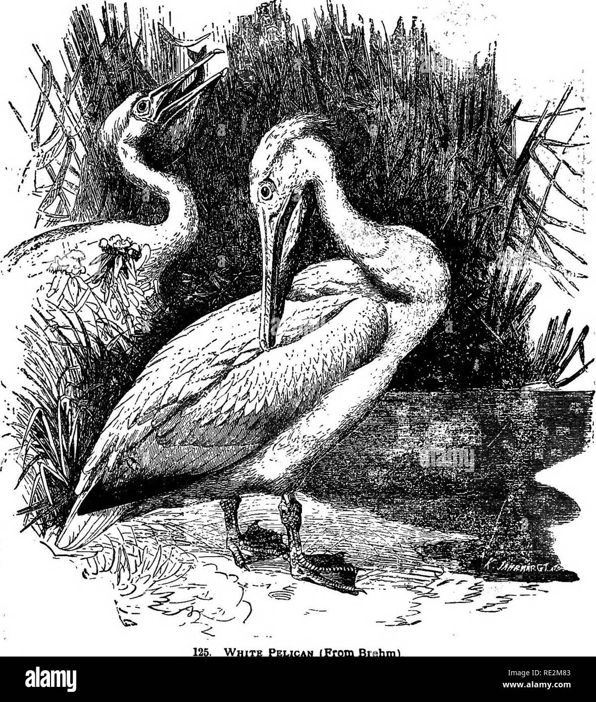 American great white pelican Black and White Stock Photos & Images - Alamy