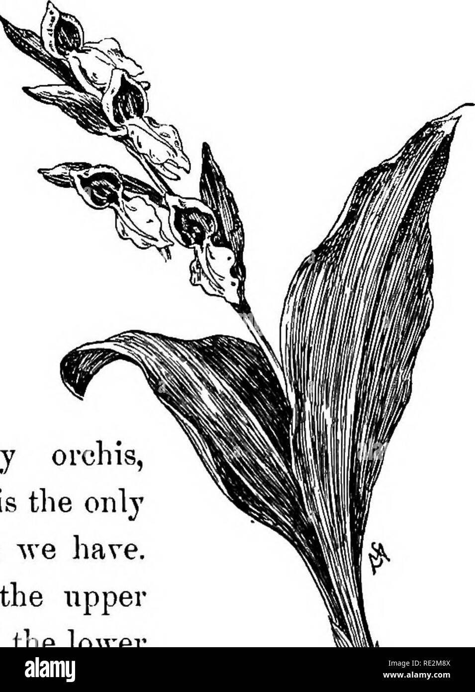 Pink lower lip hi-res stock photography and images - Alamy