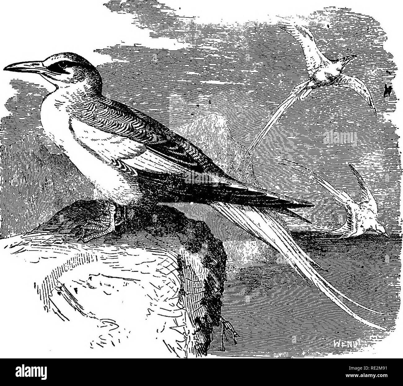 . Nests and eggs of North American birds. Birds; Birds. 60 NEST8 AND E ...