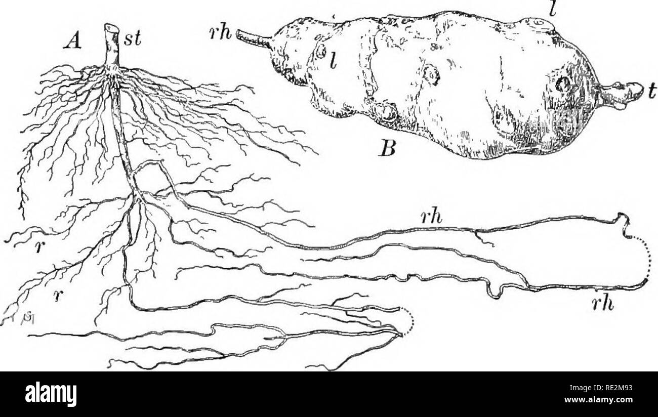 Tiger store Black and White Stock Photos & Images - Alamy