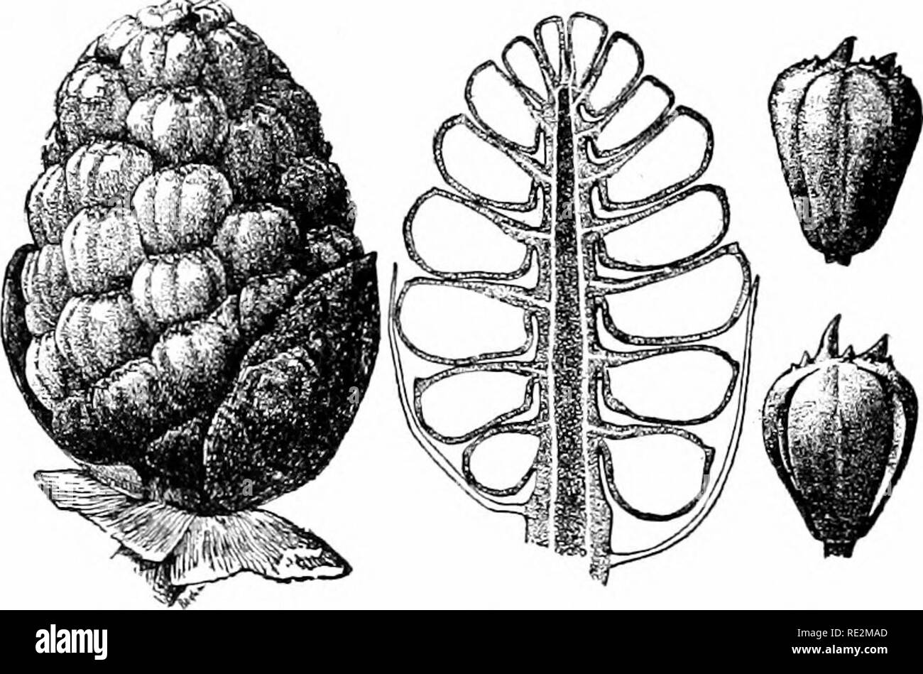 Cone scales of an open pine cone Black and White Stock Photos & Images ...