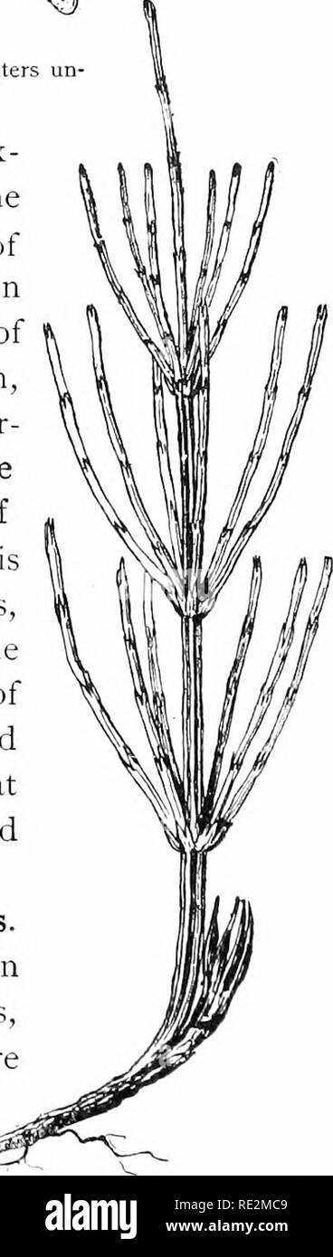 Equisetum Diagram