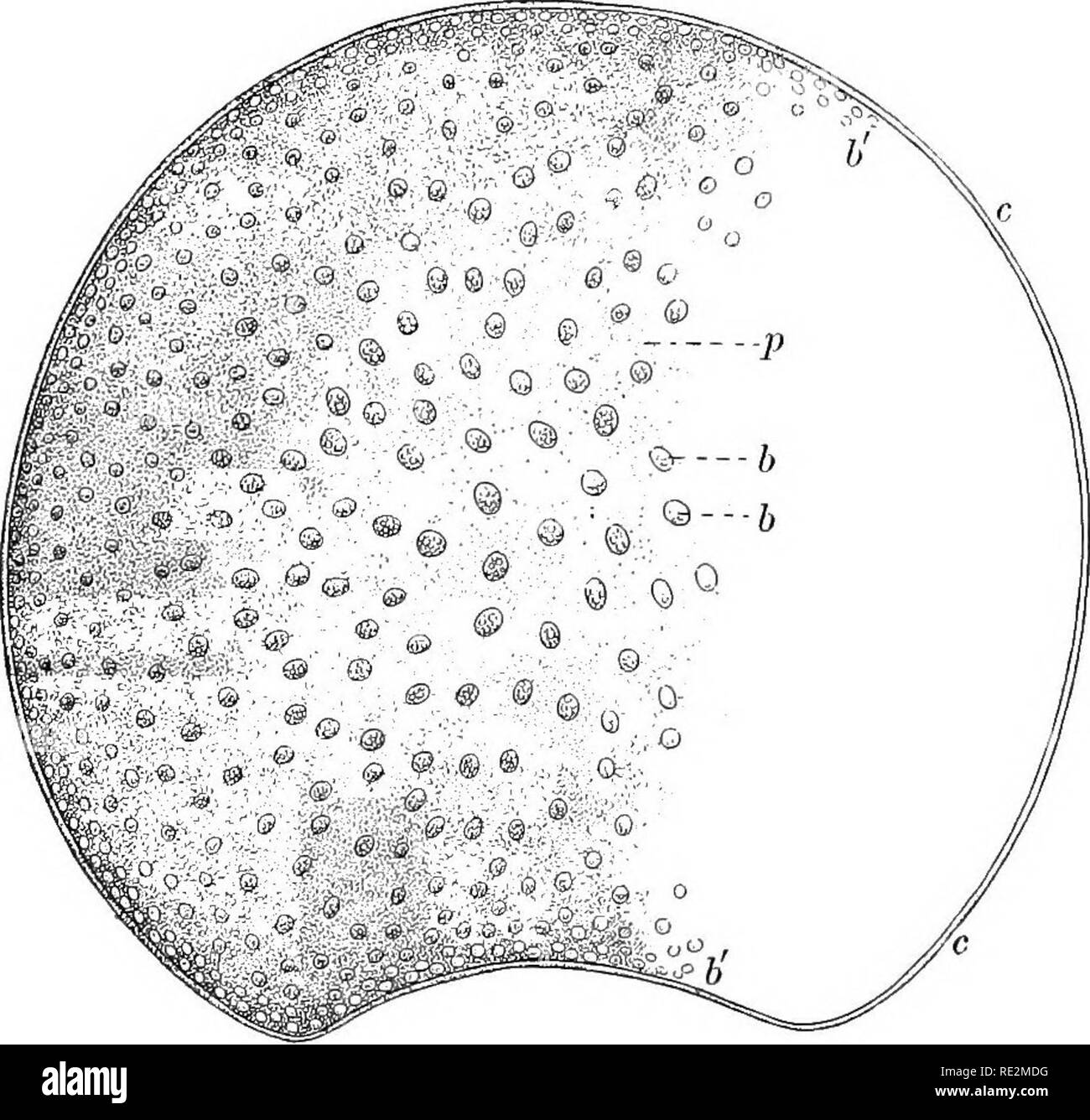 Woody stem cross section Black and White Stock Photos & Images - Alamy