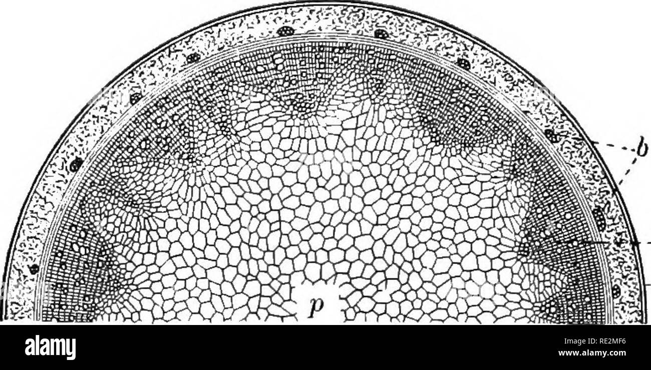 Bast fibers Black and White Stock Photos & Images - Alamy