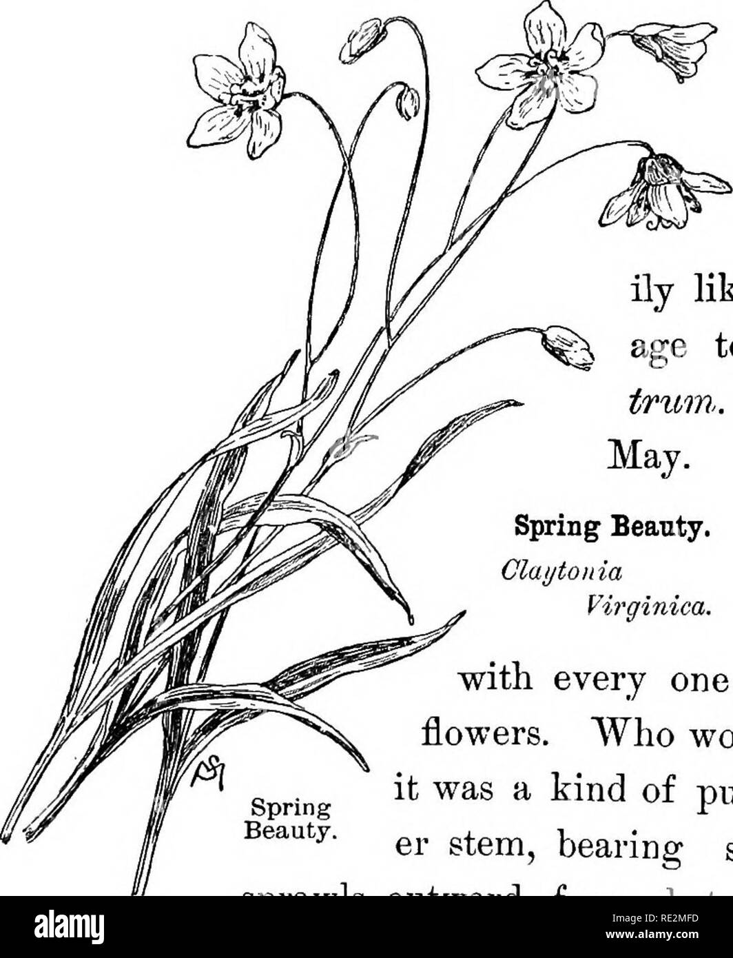 Spring Beauty Wildflower Drawing