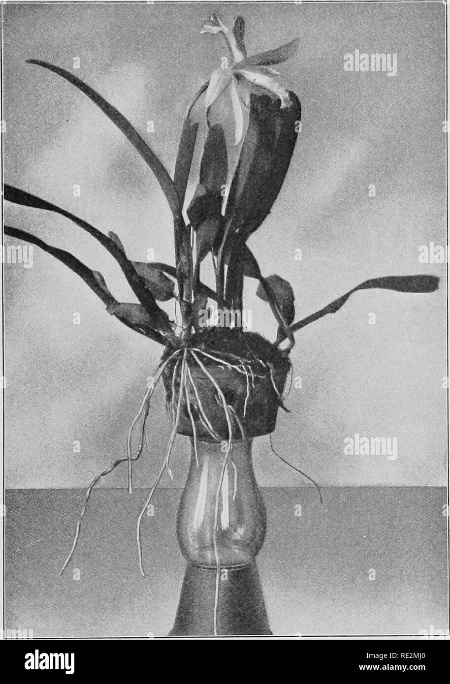 Aerial Plants Examples