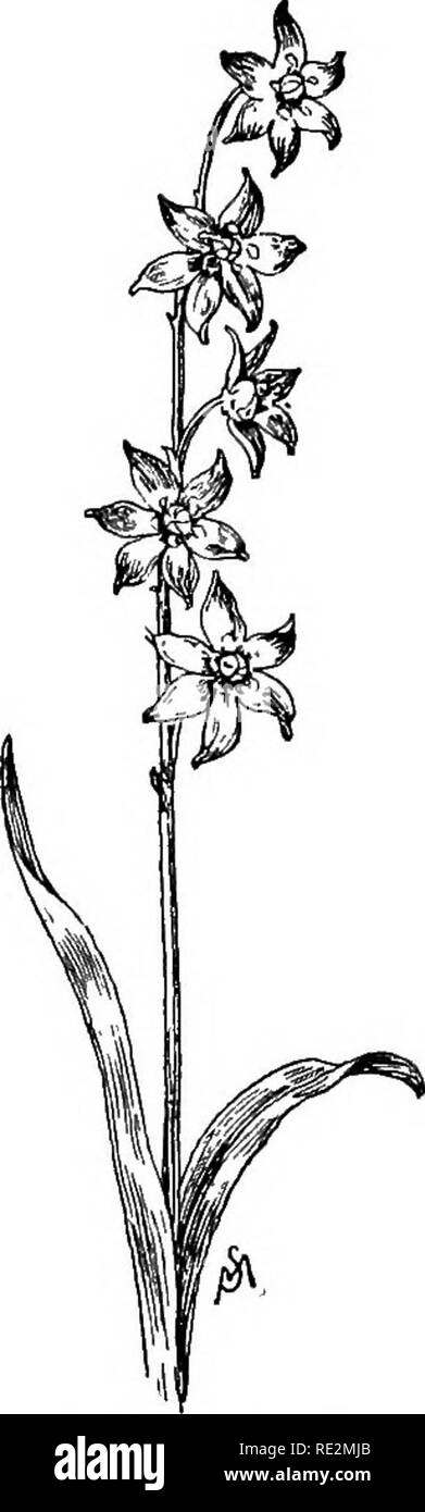 Drooping flowers in garden Black and White Stock Photos & Images - Alamy