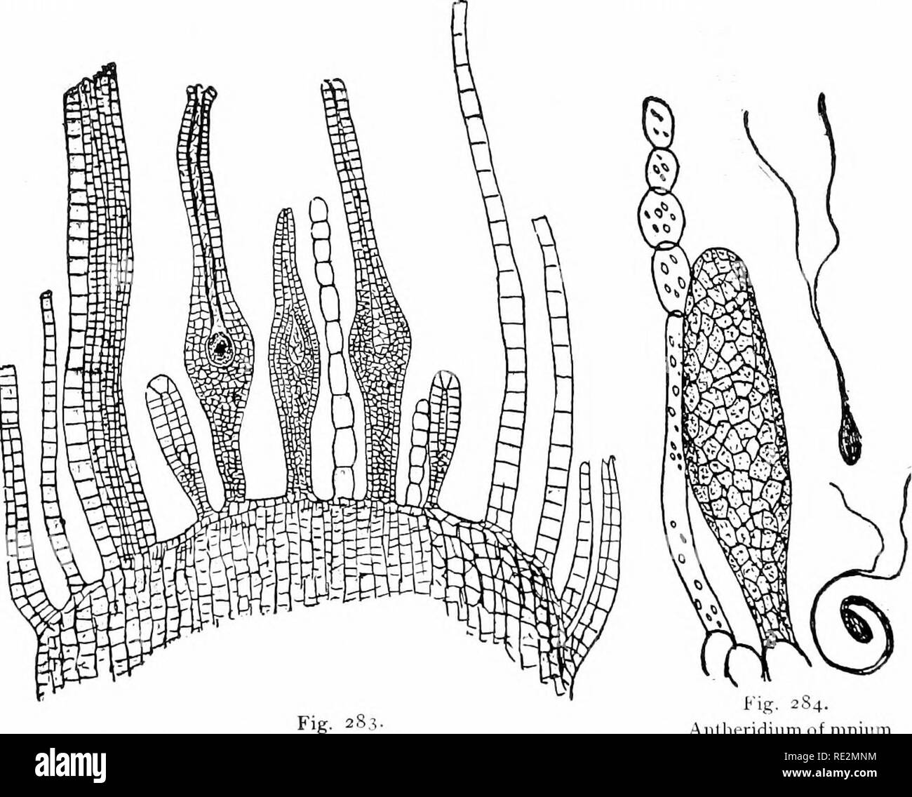 Antheridia of mnium hi-res stock photography and images - Alamy