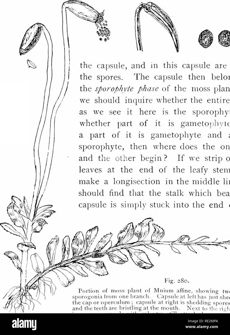 Sporophyte Operculum