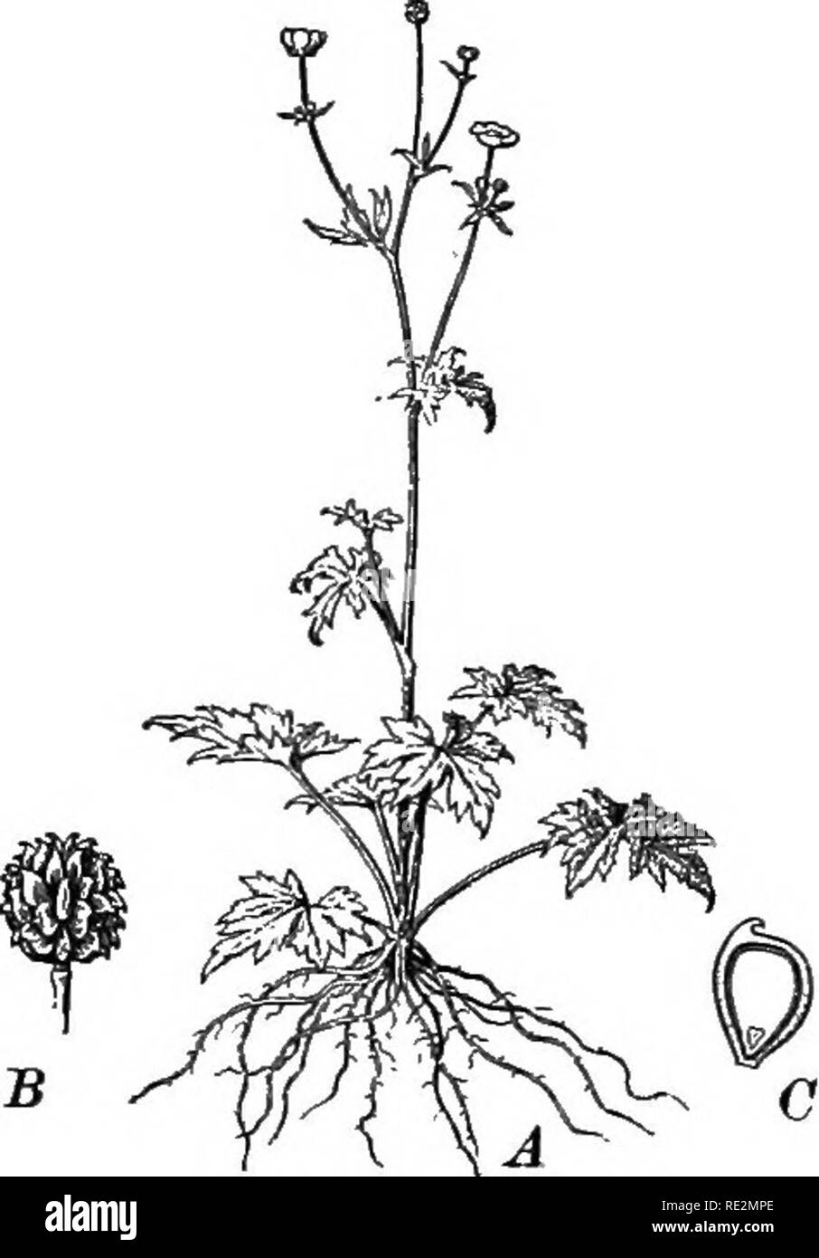 . Practical botany. Botany. CHAPTER II GENERAL STRUCTURE AND WORK OF ...