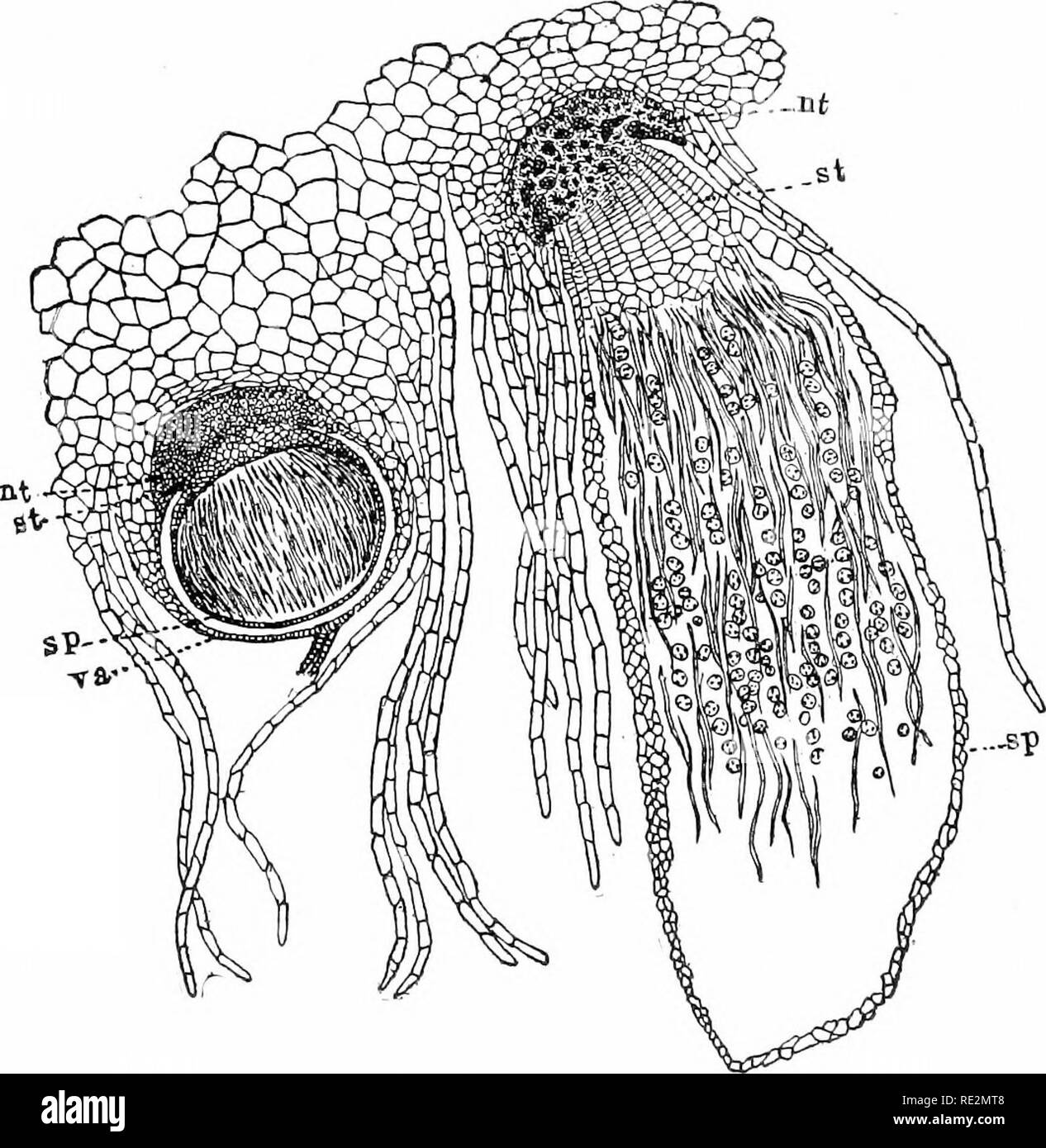 . Elementary botany. Botany. 234 MORPHOLOGY. develops the stalk, ana in ...