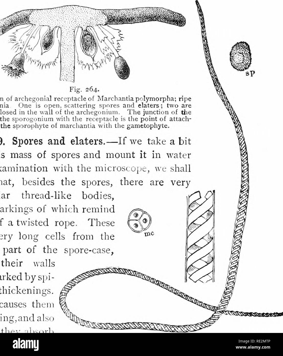 Marchantia Sporophyte Labeled