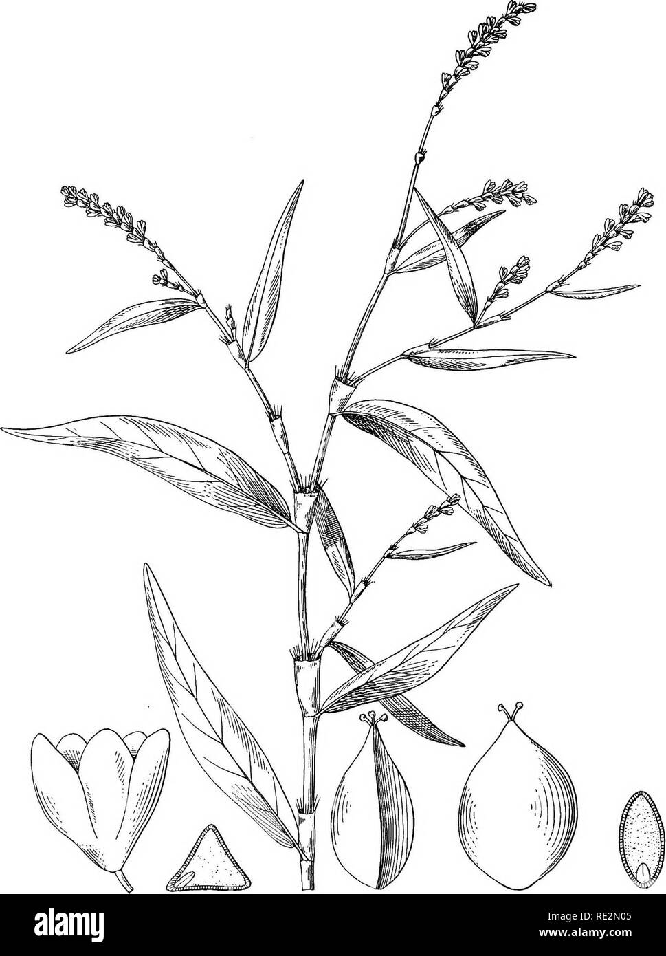 Polygonum minus Black and White Stock Photos & Images - Alamy