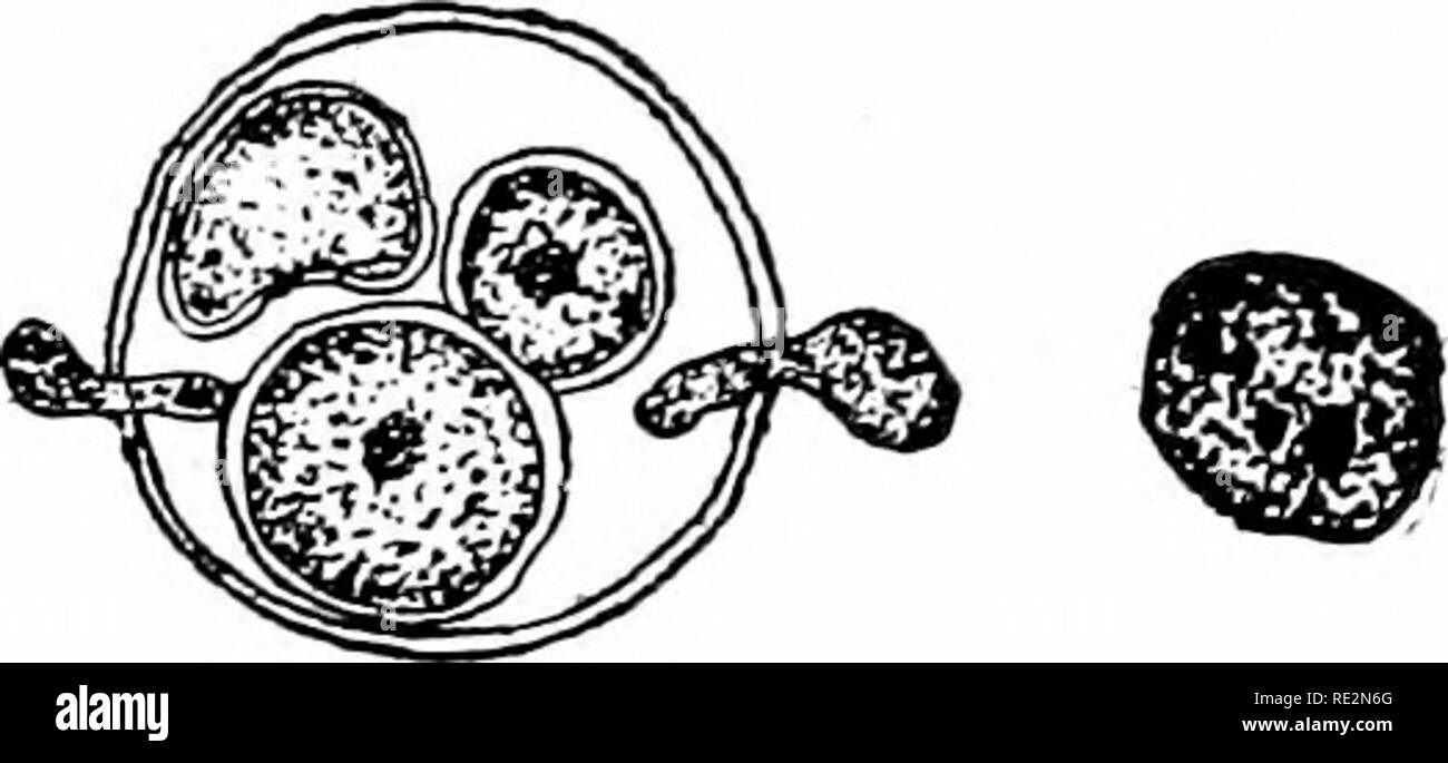 Saprolegnia Black and White Stock Photos & Images - Alamy