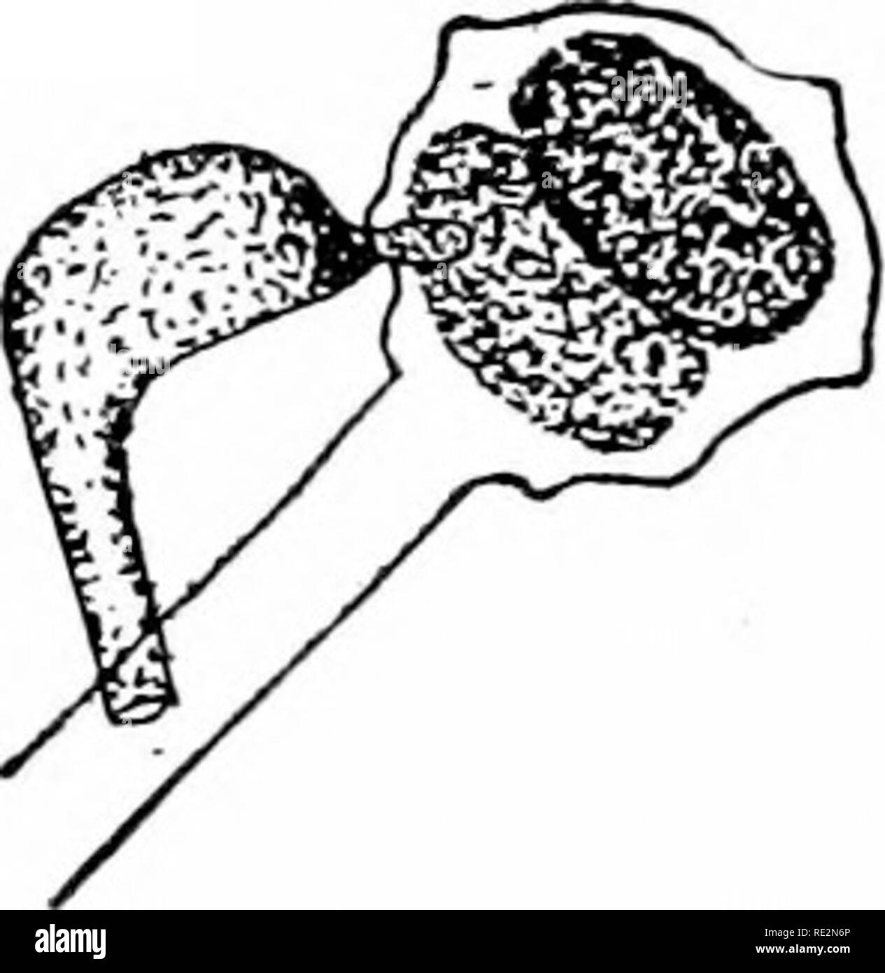 Saprolegnia Black and White Stock Photos & Images - Alamy