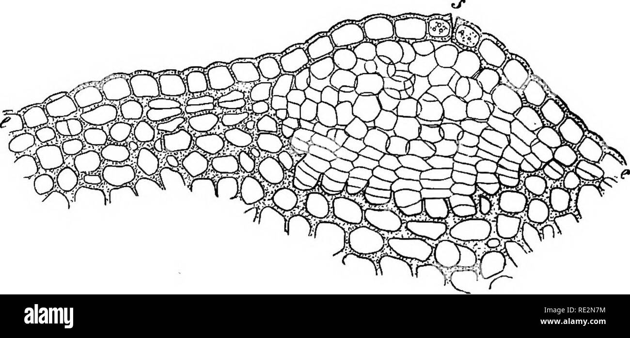 . Comparative anatomy of the vegetative organs of the phanerogams and ...