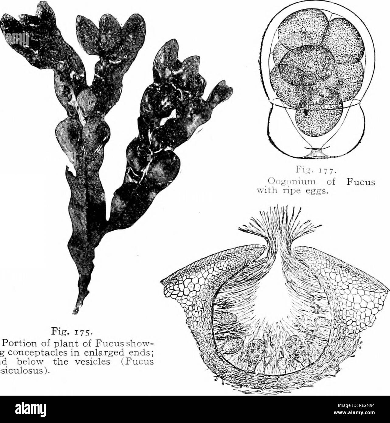Punctate structure hi-res stock photography and images - Alamy