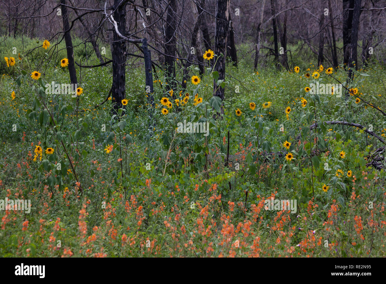 Gila Wilderness, Catron County, New Mexico, USA Stock Photo - Alamy