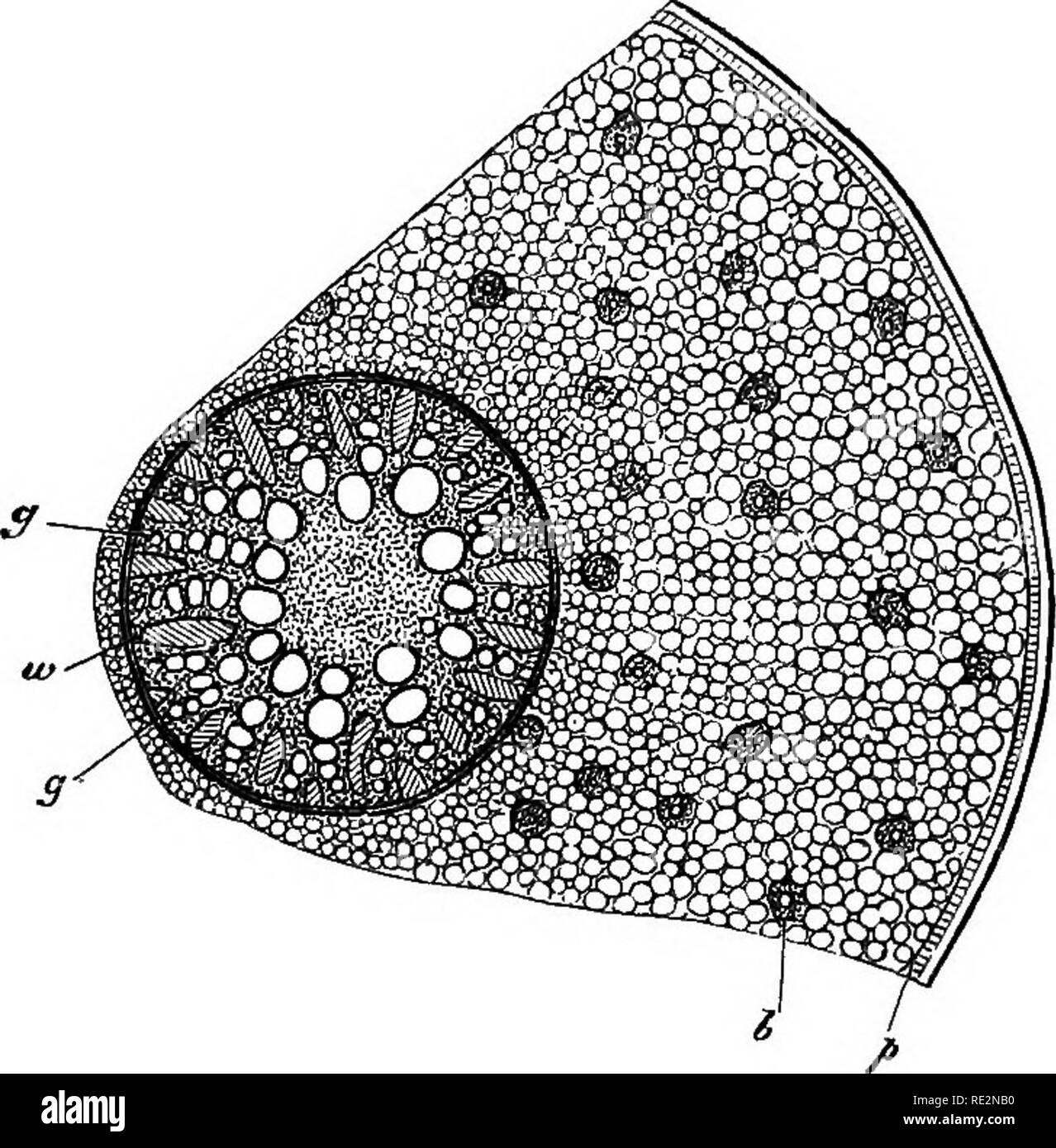 . Comparative anatomy of the vegetative organs of the phanerogams and ...