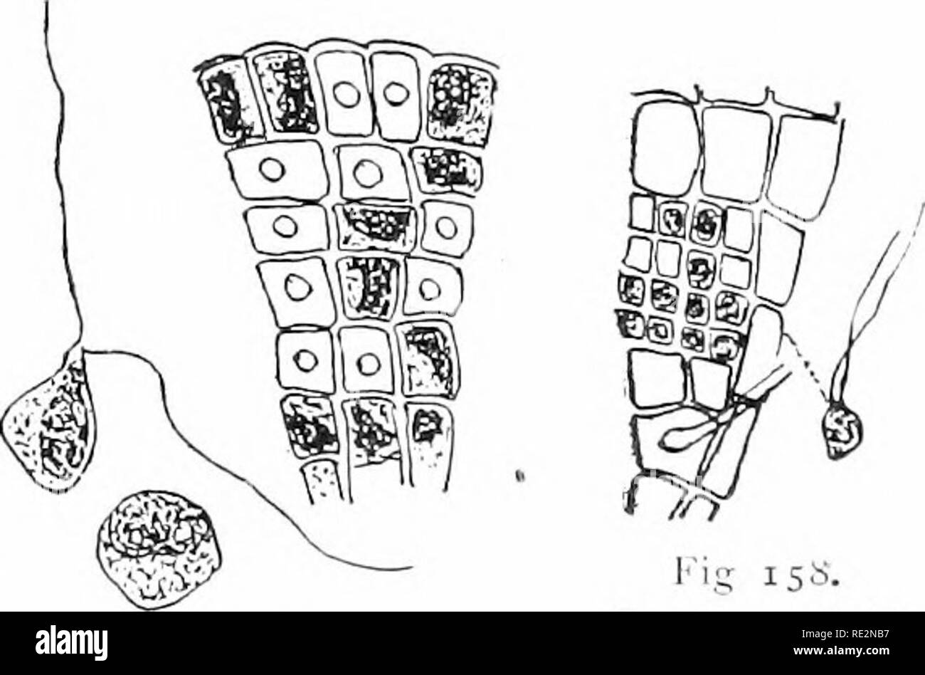 Lar v Cut Out Stock Images & Pictures - Alamy