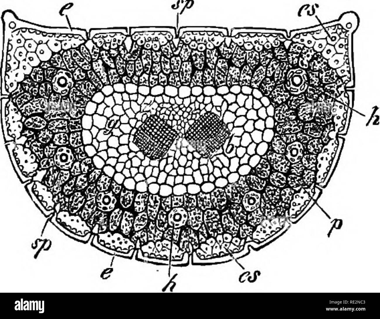 . Comparative anatomy of the vegetative organs of the phanerogams and ...